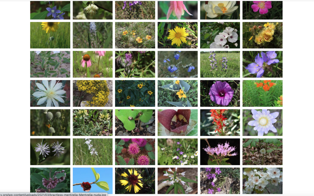Transform Your Kansas City Garden with Native Plants: Expert Tips from ...